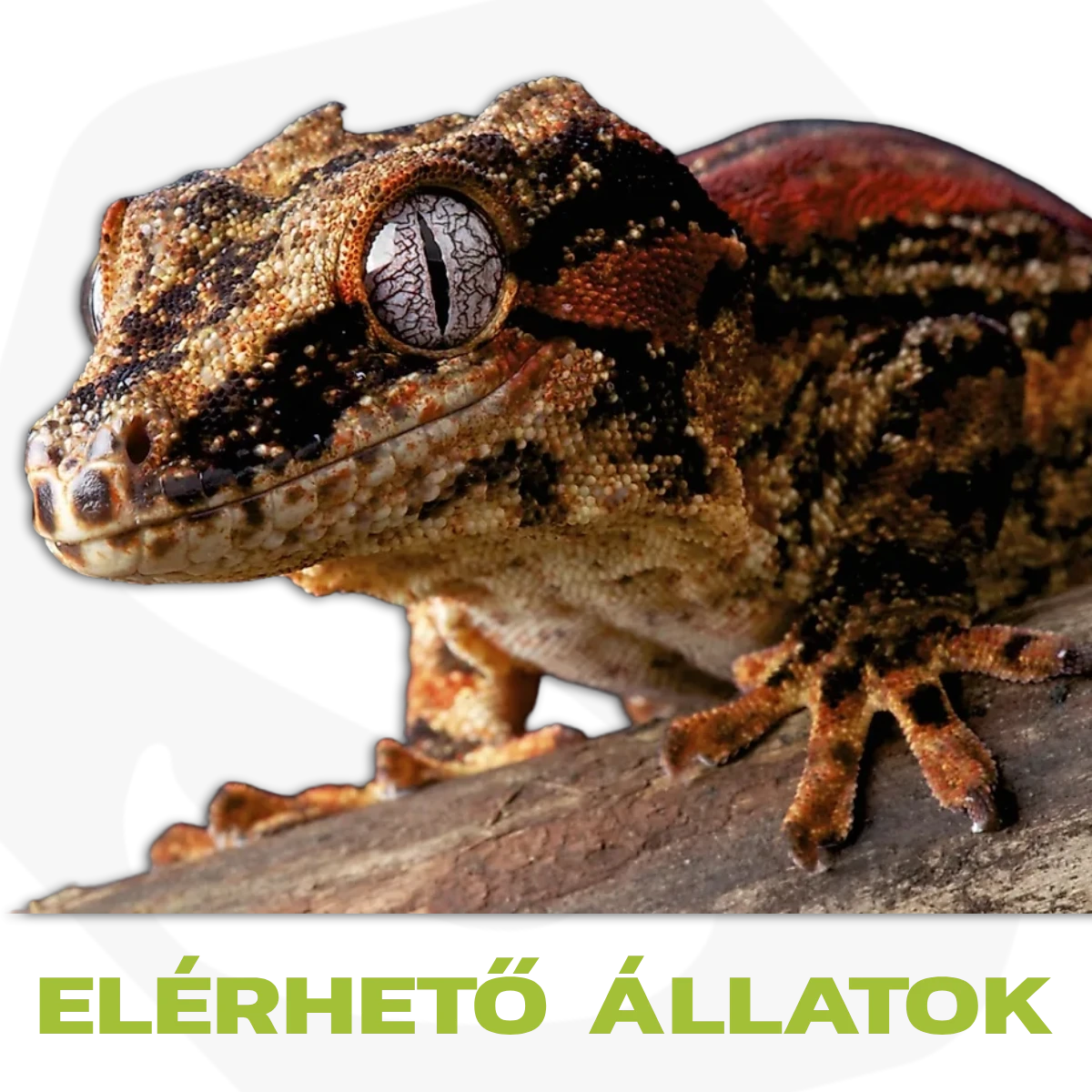 Elérhető Állatok – Sindler Reptiles