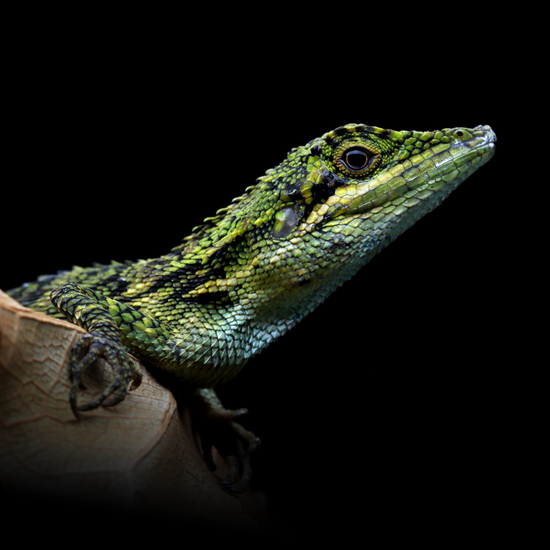 Sindler REPTILES – Sindler Reptiles