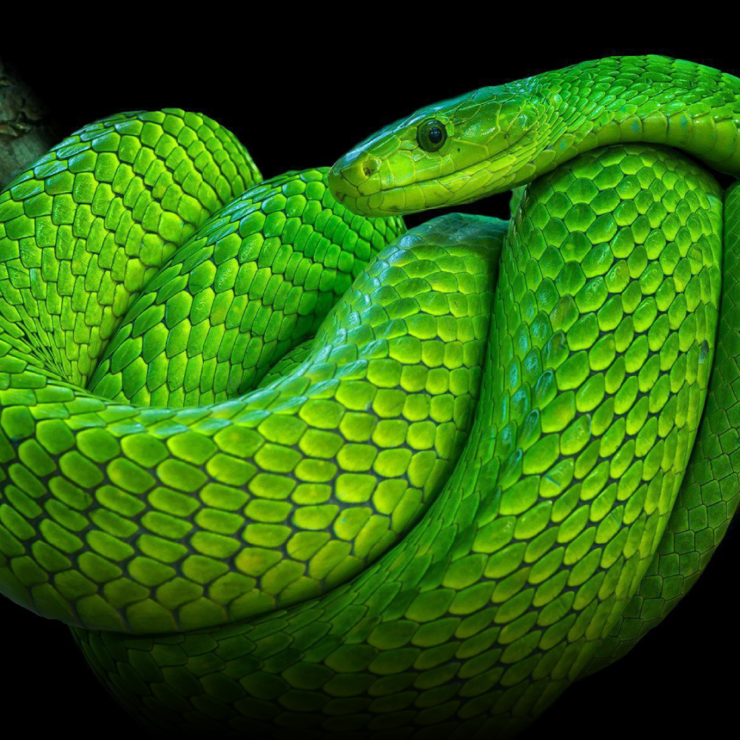 Sindler REPTILES – Sindler Reptiles