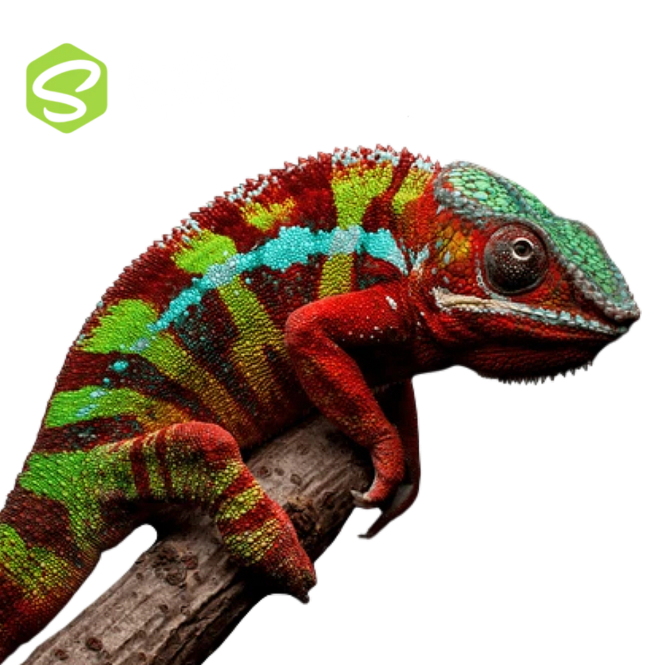 Sindler REPTILES – Sindler Reptiles