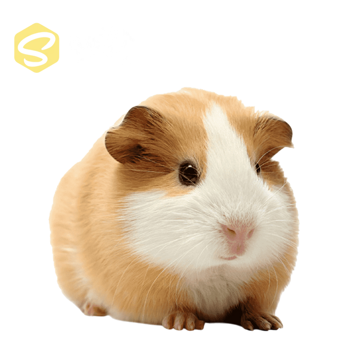 Kisemlősök – Sindler Reptiles